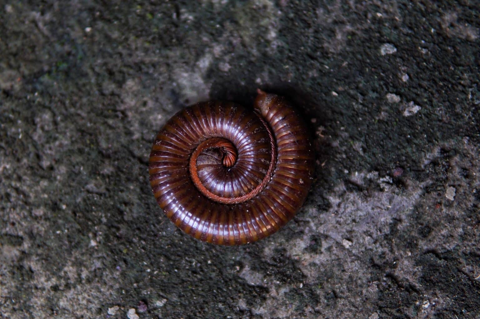 Are Millipedes Dangerous - All South Pest Control