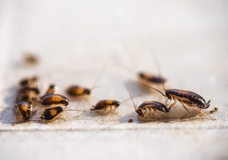 German Roach Treatment Atlanta, GA - All South Pest Control