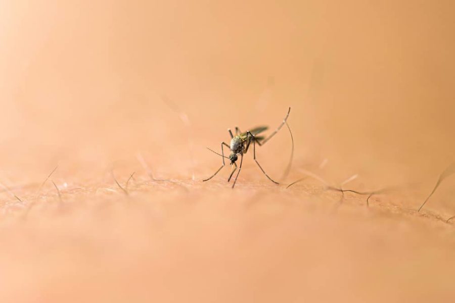 Do Mosquitoes Die After They Bite You - All South Pest Control