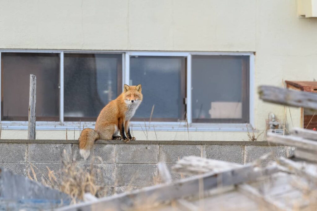 Can Foxes Climb Trees - All South Pest Control
