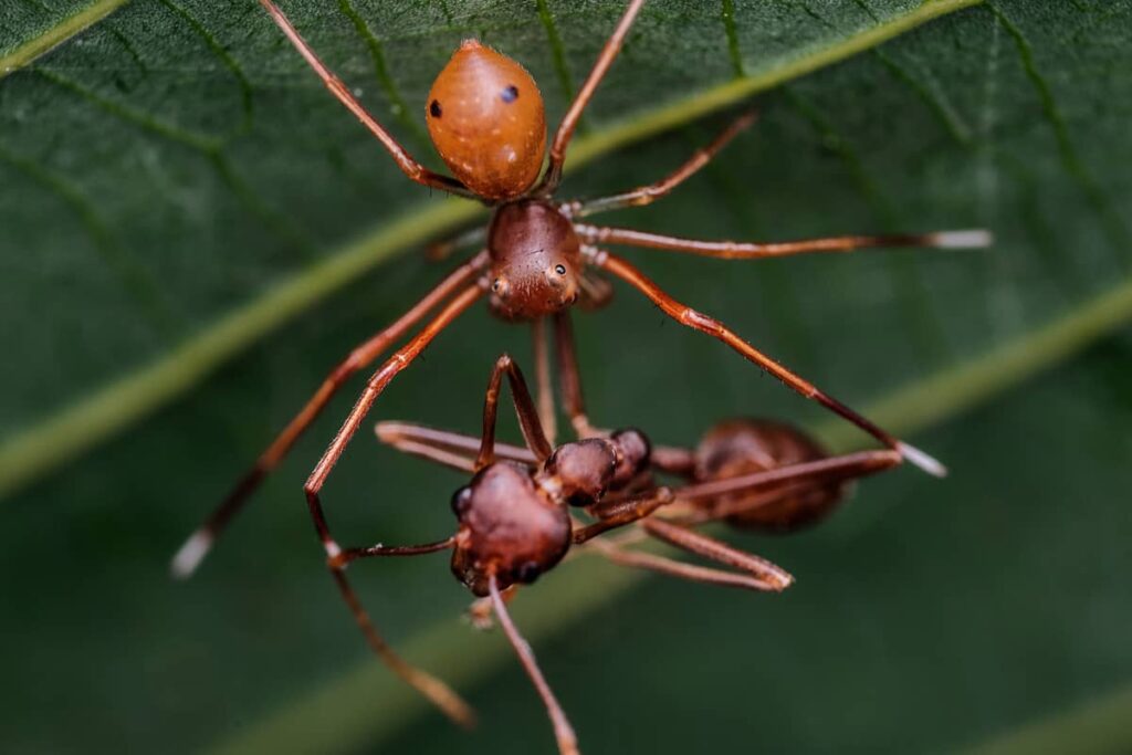 Do Spiders Eat Ants? - All South Pest Control