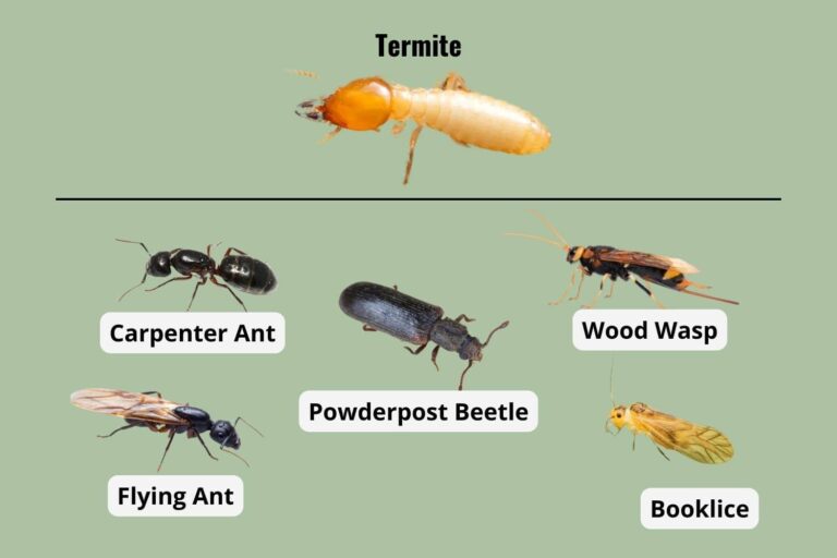 5 Bugs That Look Like Termites and How to Tell The Difference - All ...