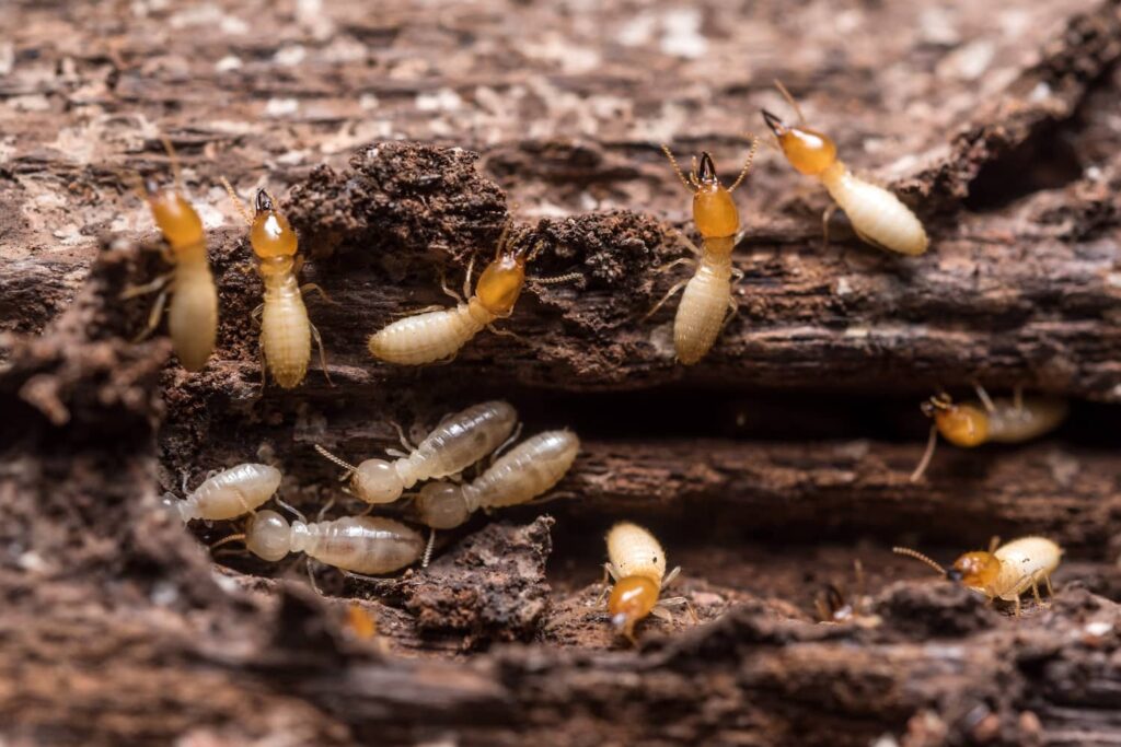 5 Bugs That Look Like Termites and How to Tell The Difference - All ...