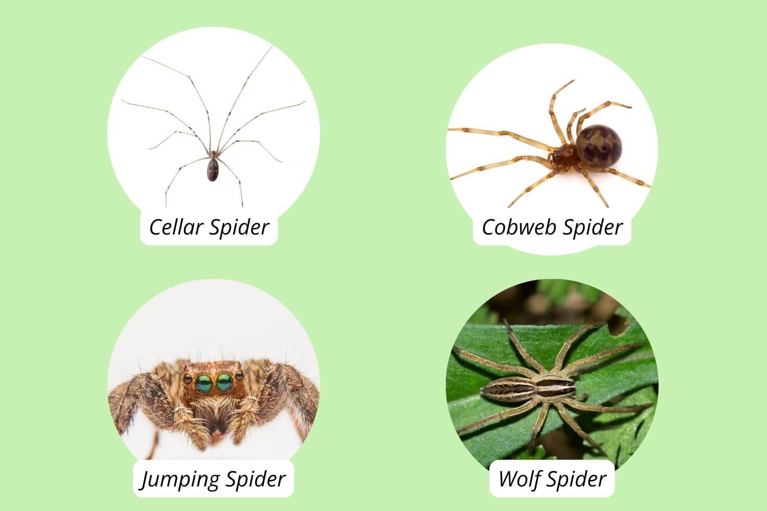 Do Spiders Eat Ants? - All South Pest Control
