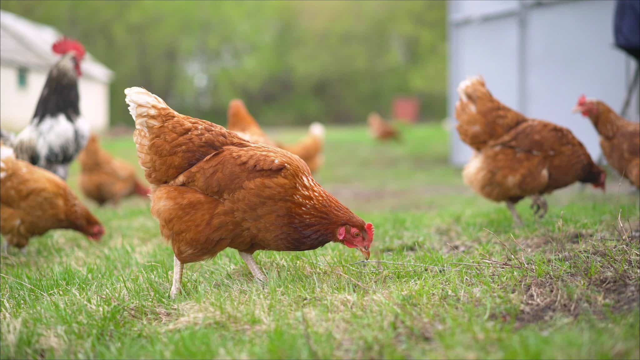 Do Chickens Eat Ticks? - All South Pest Control