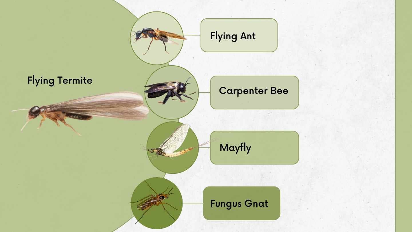 Common Bugs That Look Like Flying Termites - All South Pest Control
