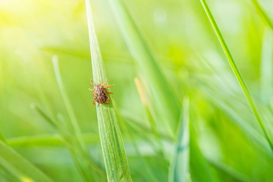 Do Chickens Eat Ticks? - All South Pest Control