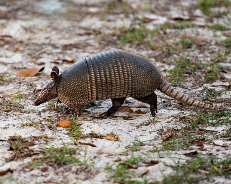 Do Armadillos Bite? - All South Pest Control