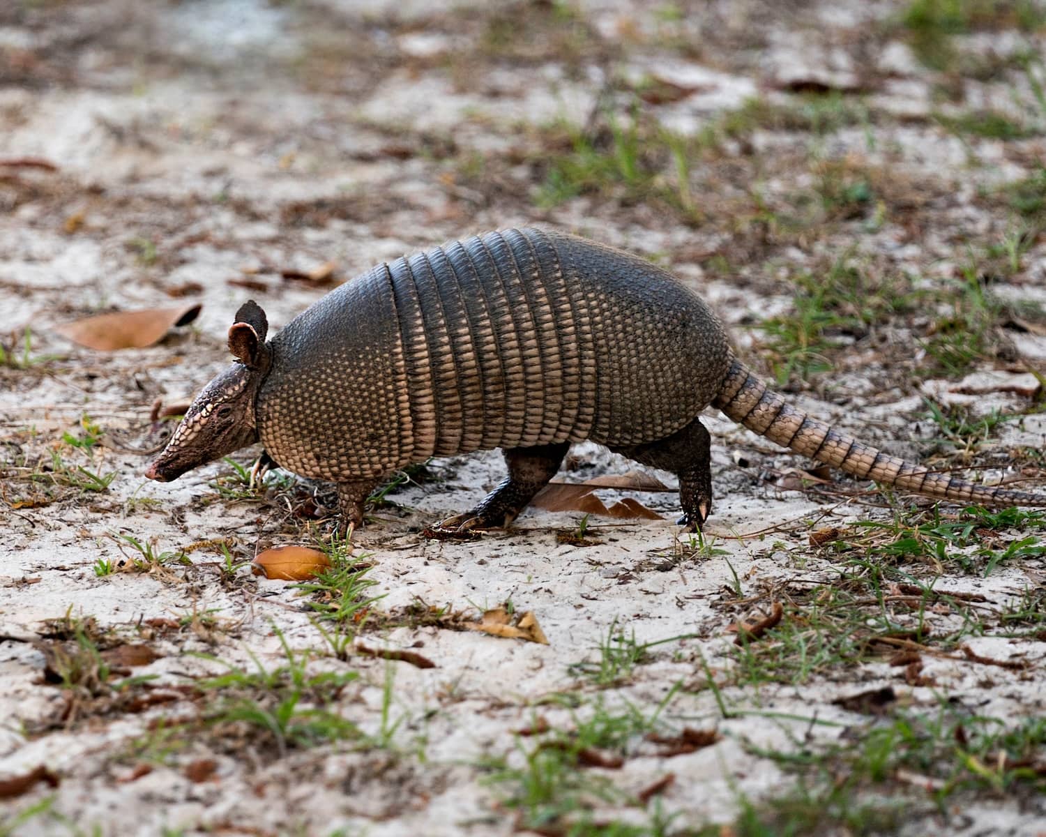 Do Armadillos Bite? - All South Pest Control