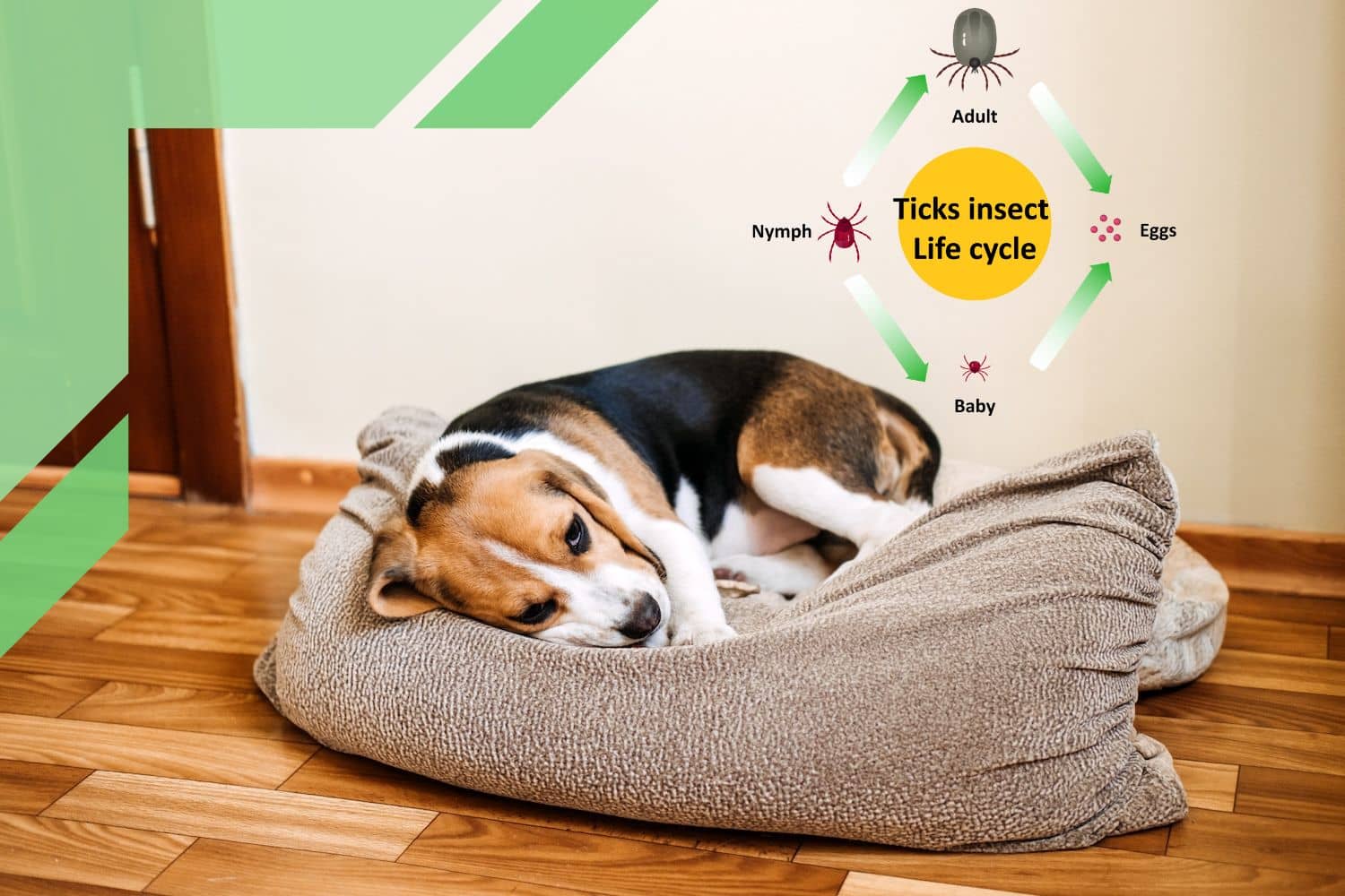 How Long Can Ticks Live in Your House? - All South Pest Control