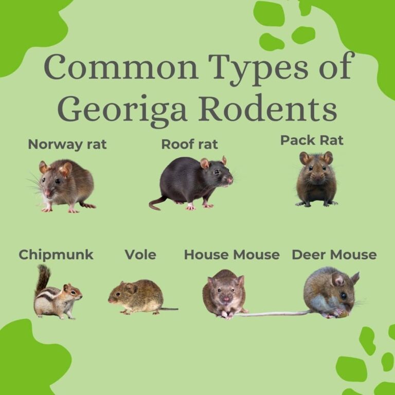 Different Types of Rodents Common in Georgia - All South Pest Control