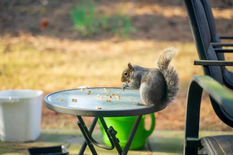 Different Types of Rodents Common in Georgia - All South Pest Control