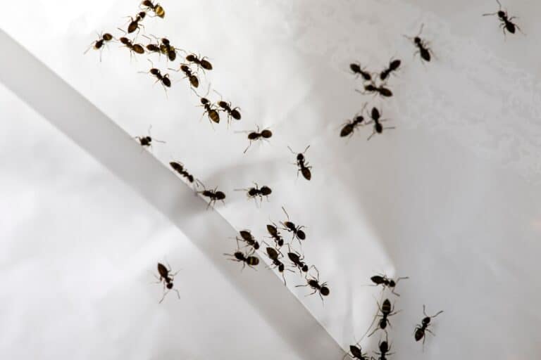 4 Signs You Have an Ant Infestation - All South Pest Control