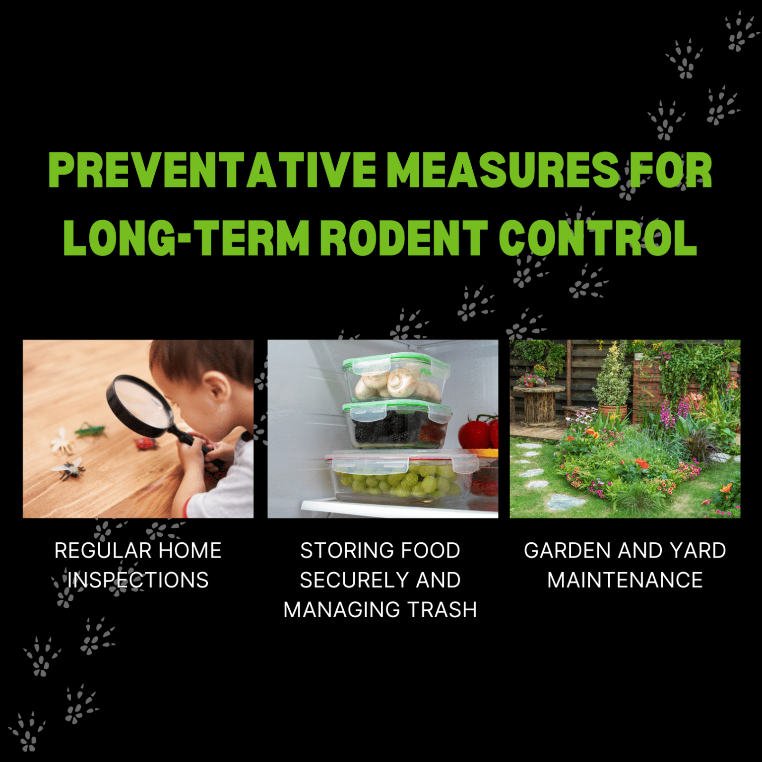 Get Rid of Rodents in the Walls ASAP - All South Pest Control