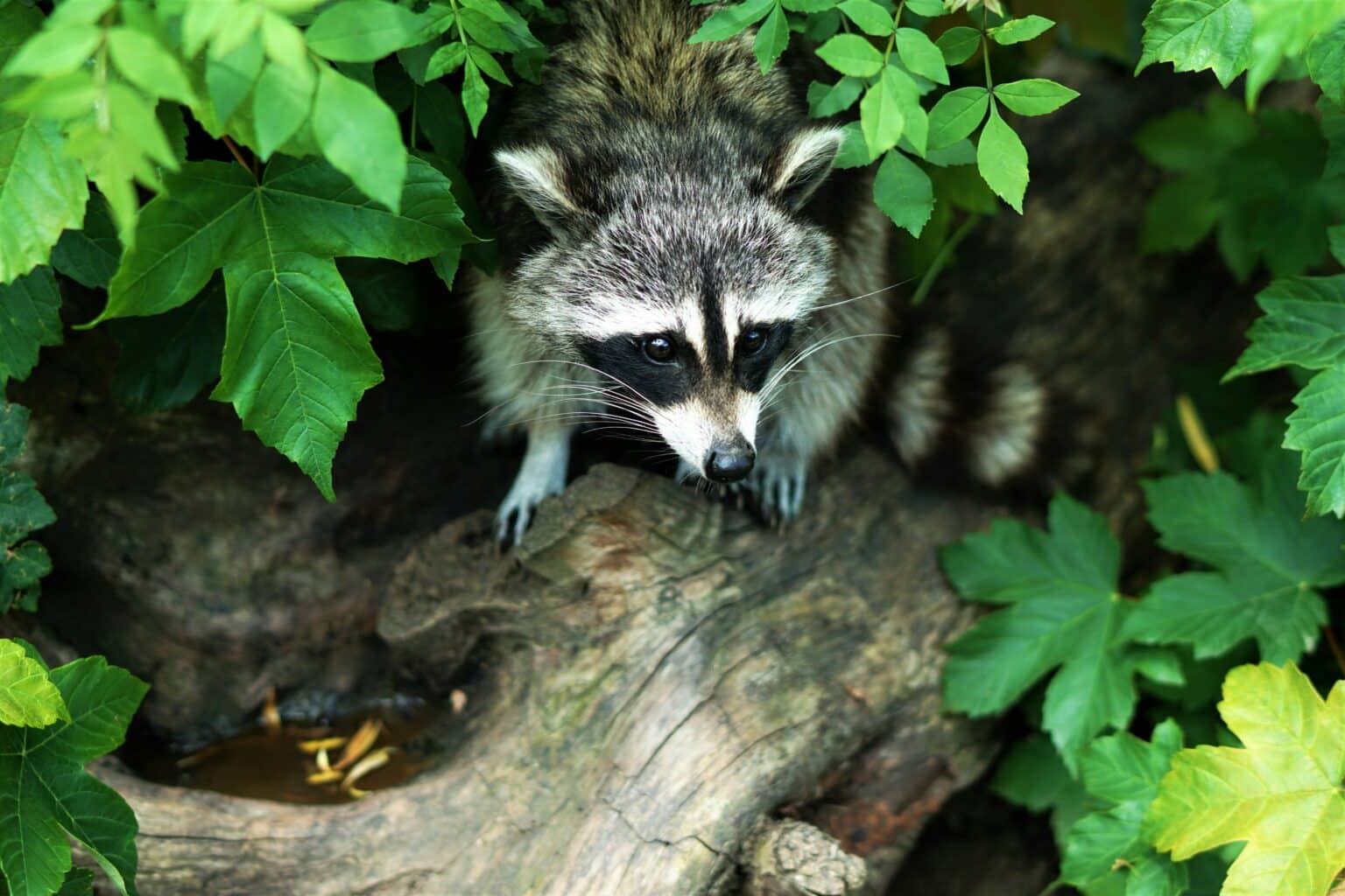 What Do Raccoons Eat? - All South Pest Control