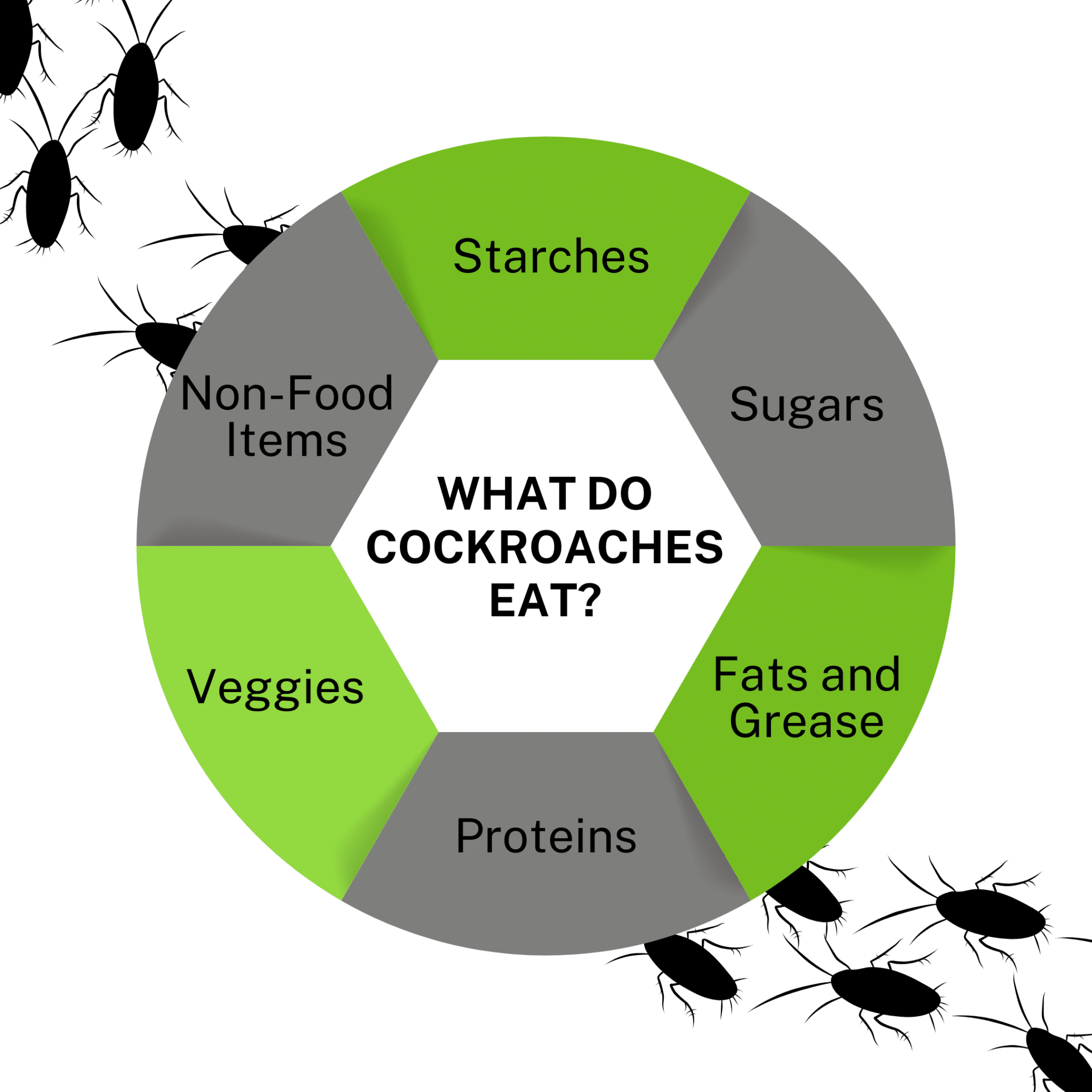 What Do Cockroaches Eat? A Guide to Preventing Unwanted Pests - All ...