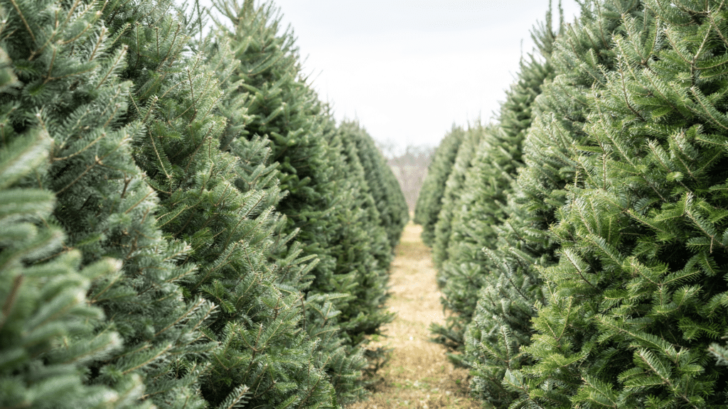 What to Know About the Bug in Your Christmas Tree - All South Pest Control
