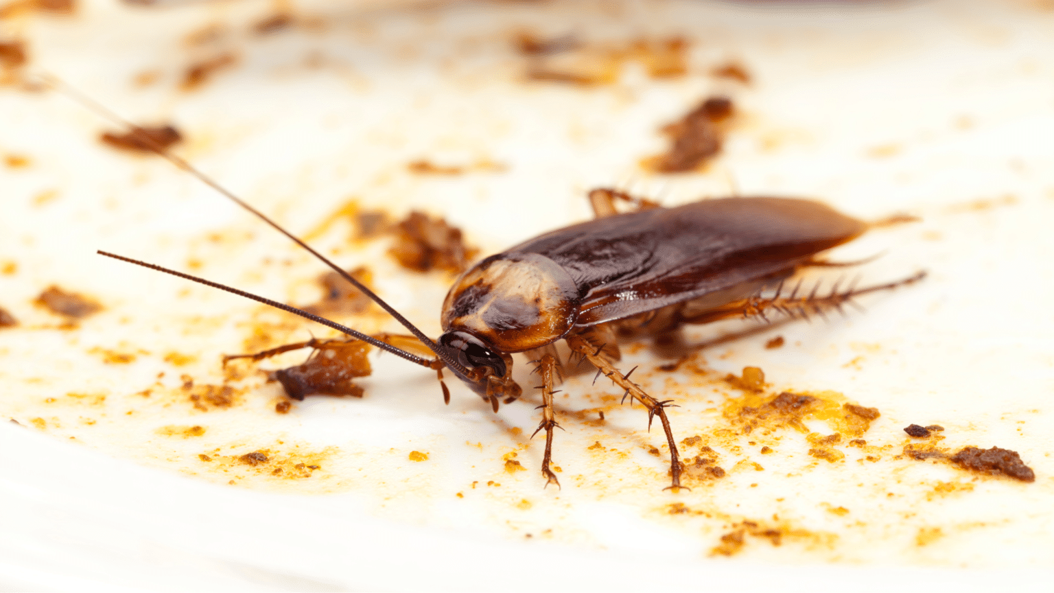 What Do Cockroaches Eat? A Guide to Preventing Unwanted Pests - All ...