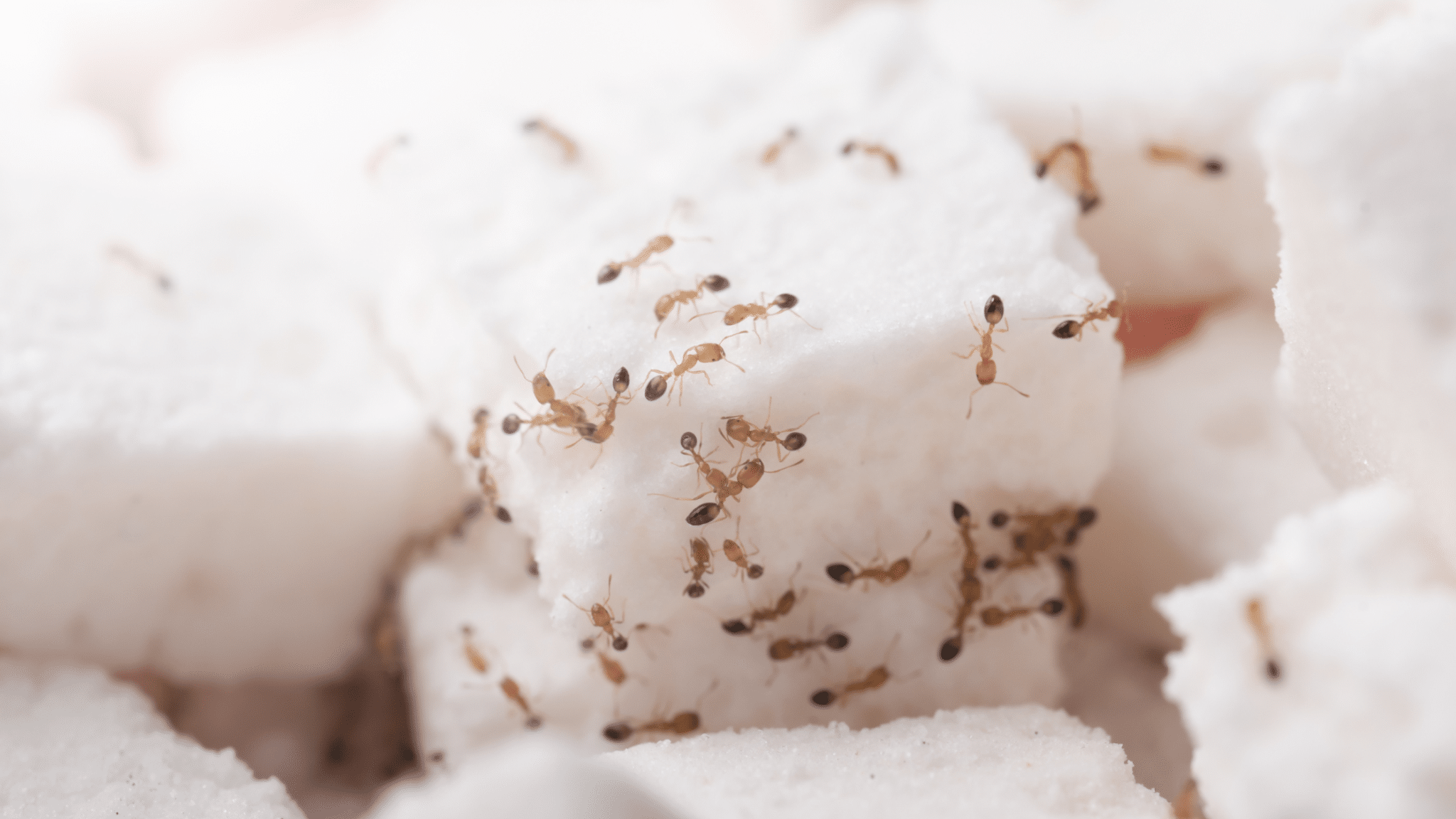 Pro Tips to Get Rid of Sugar Ants - All South Pest Control