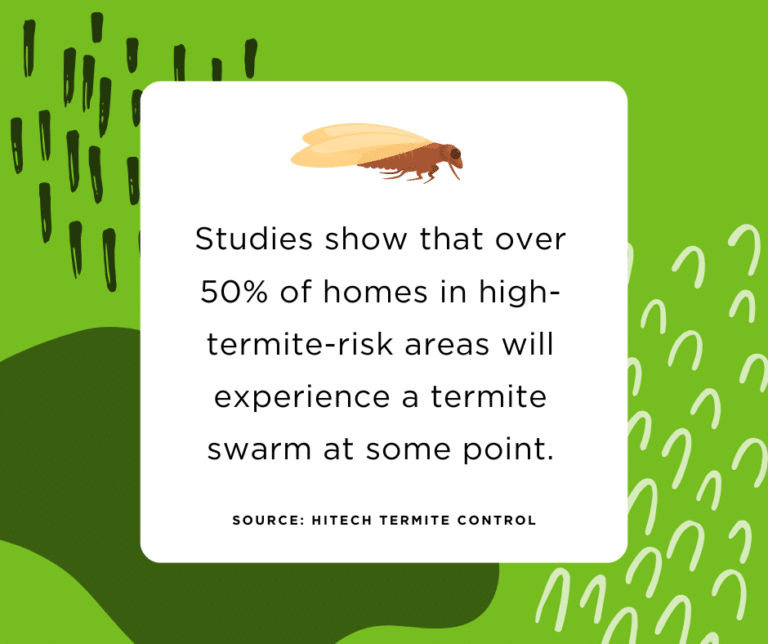 Can Termites Fly? Understanding Termite Swarming - All South Pest Control