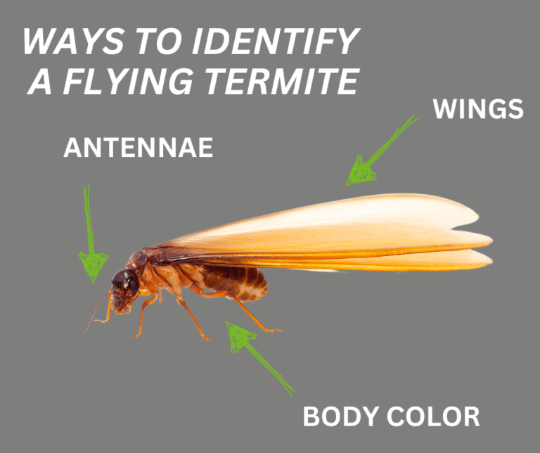 Can Termites Fly? Understanding Termite Swarming - All South Pest Control