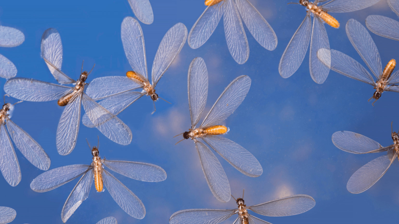 Can Termites Fly? Understanding Termite Swarming - All South Pest Control