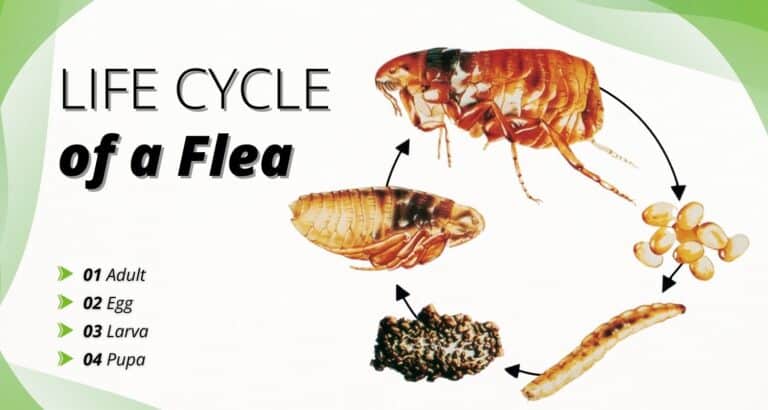 Can Fleas Survive in Your House Without a Host Animal? - All South Pest ...