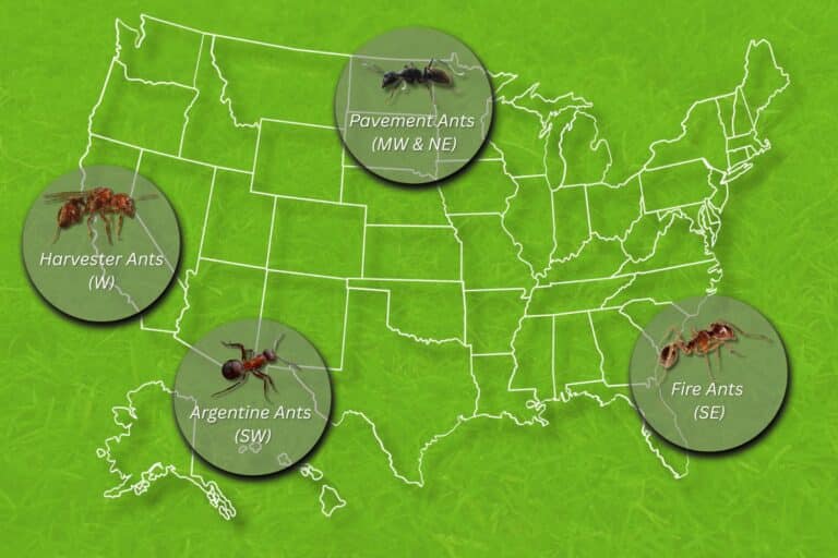Do All Ants Bite? A Look at Common Kinds by Region - All South Pest Control
