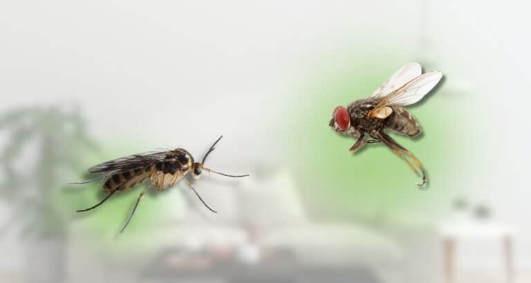 Gnats vs Fruit Flies: Which One’s Bugging You? - All South Pest Control