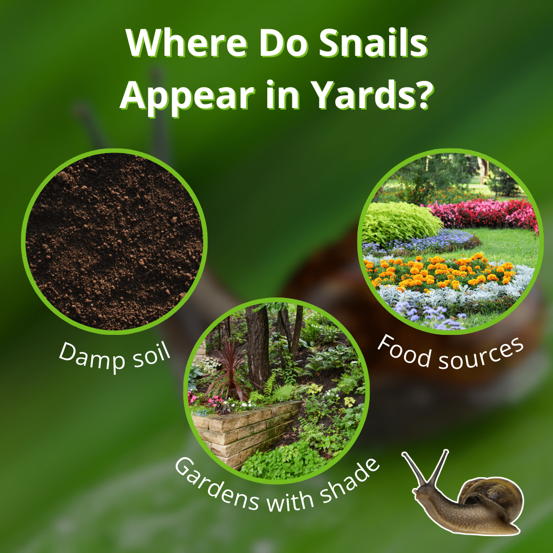 Are Snails Pest Bugs or Harmless Garden Visitors? - All South Pest Control