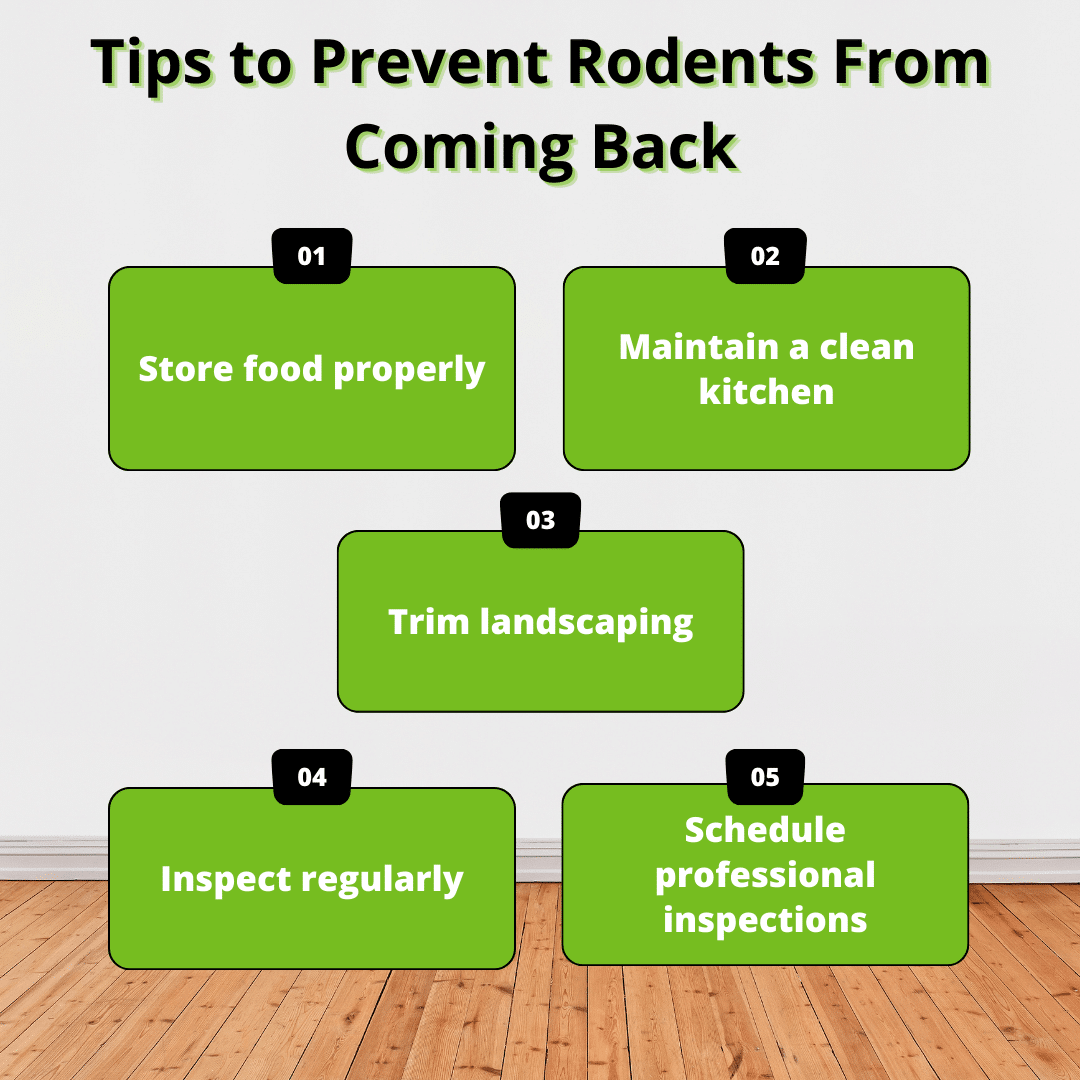 How to Get Rid of Rodents in Walls: Fast & Safe Solutions - All South ...