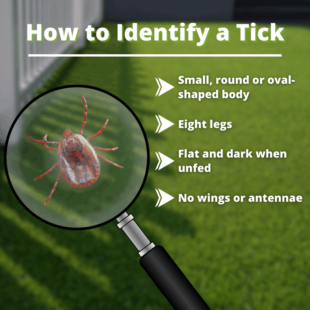 Bugs That Look Like Ticks and How to Identify Them - All South Pest Control